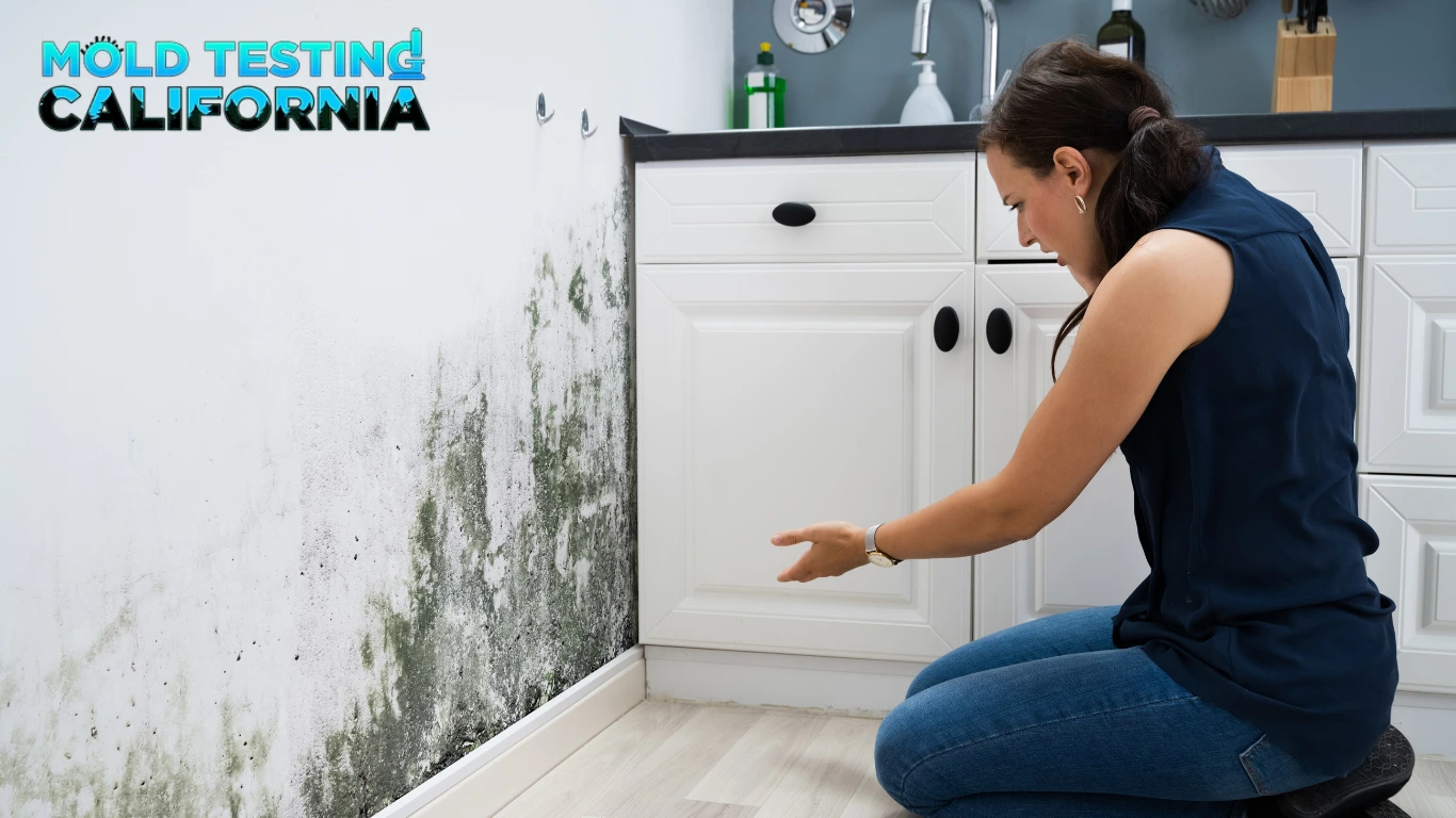 Understanding How Mold Testing Works: The Different Techniques Used